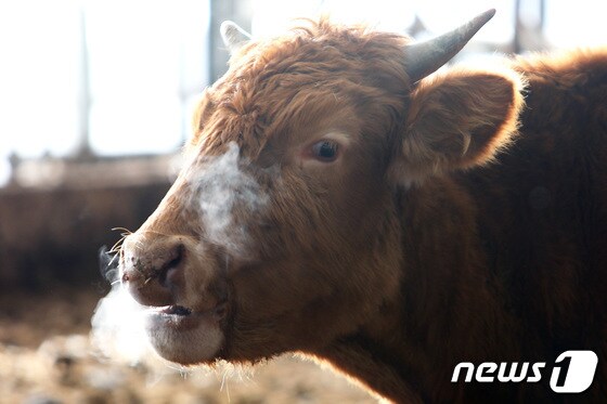 소똥 에너지원 개발해 탄소중립 기여…환경부·농식품부 맞손 뉴스1