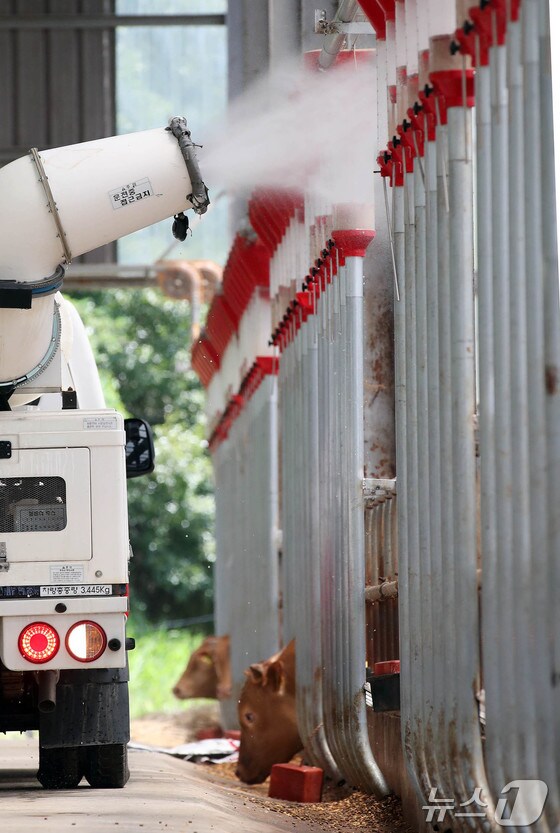 소들의 여름나기 - 뉴스1